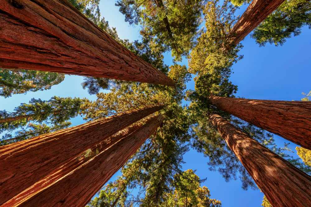 Sequoia National Park (Official GANP Park Page)