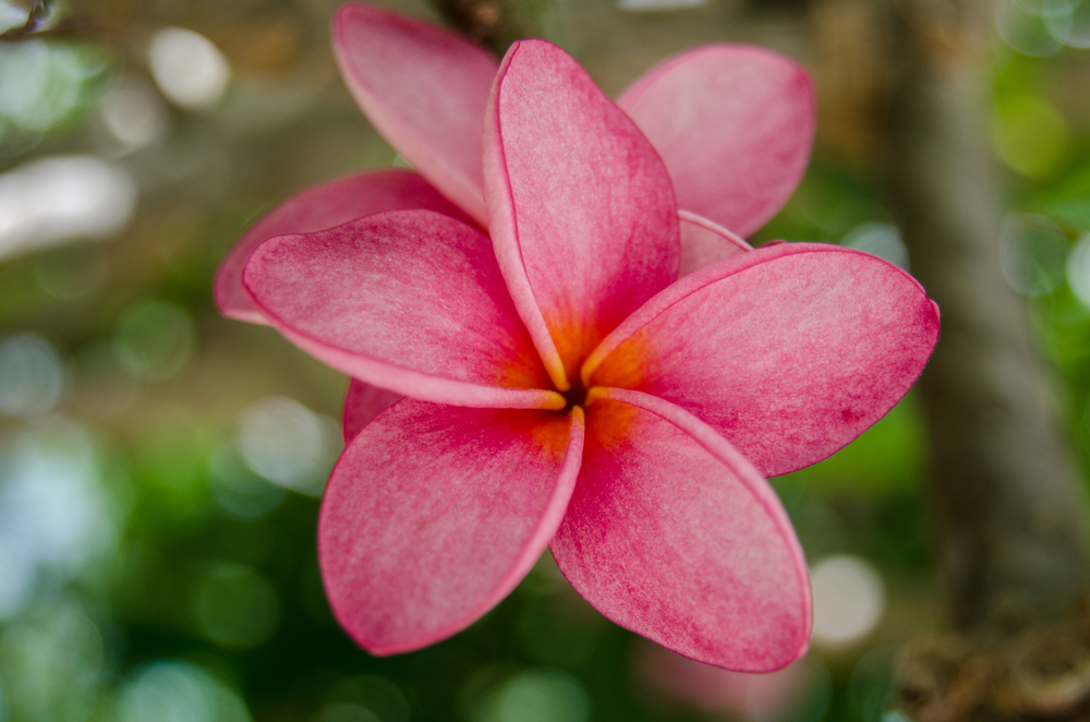 Virgin Islands National Park (Official GANP Park Page)