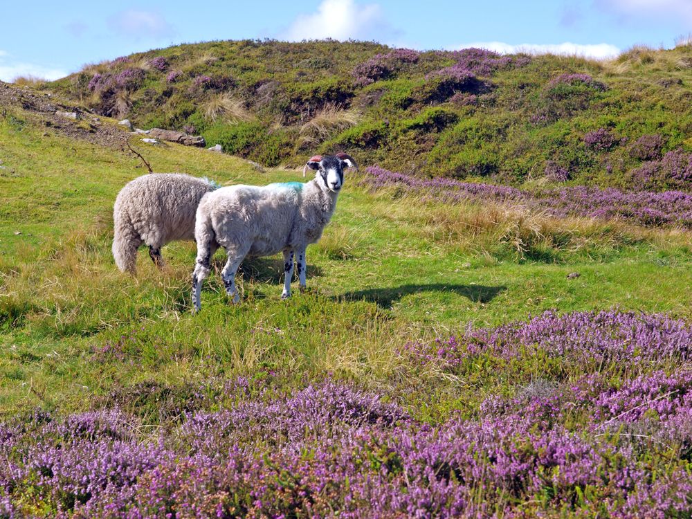 North York Moors National Park | (Official GANP Page)