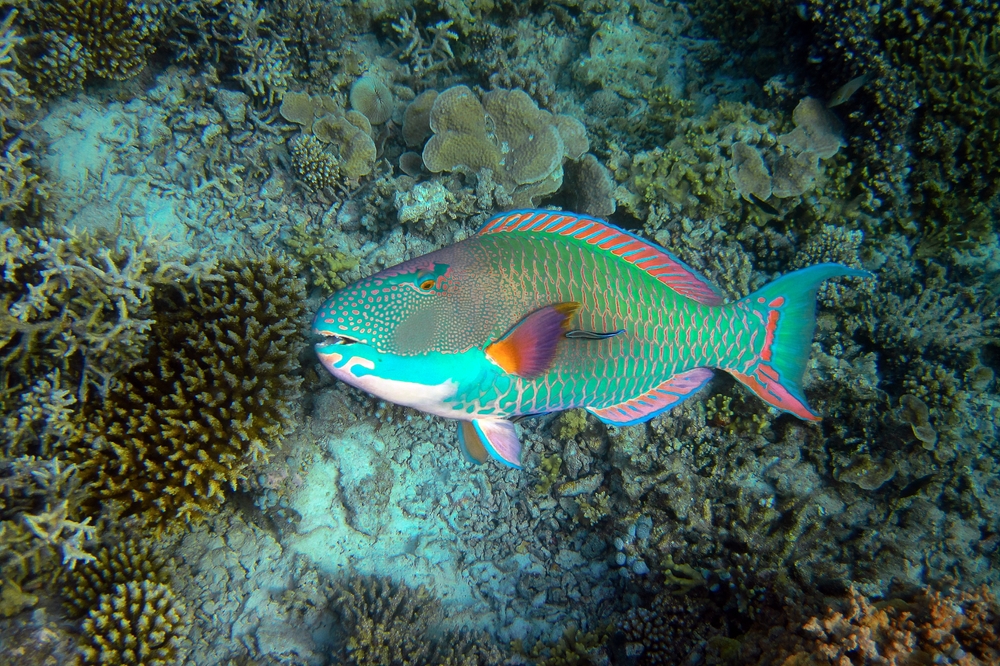 Koh Rong Marine National Park | (Official GANP Page)