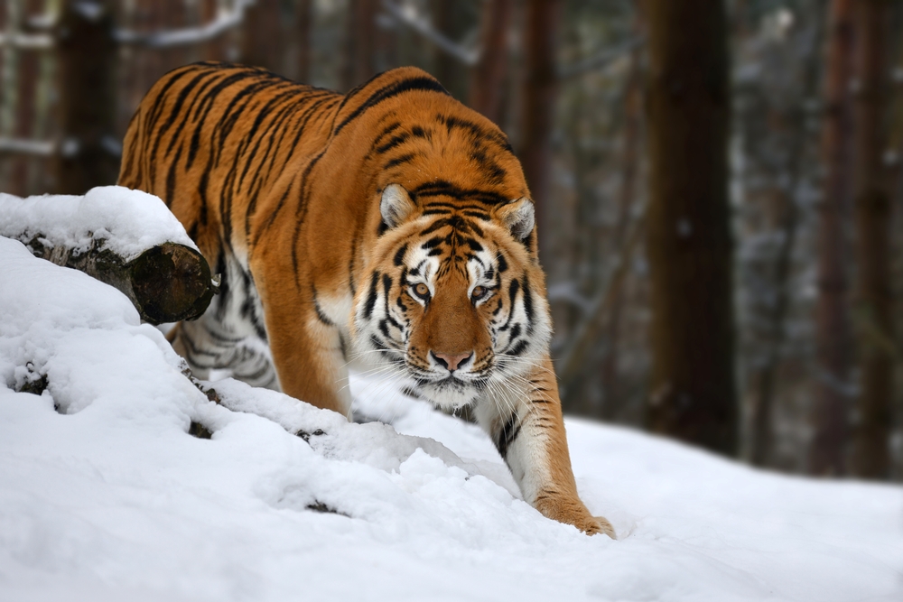 Northeastern Tiger and Leopard National Park | (Official GANP Page)