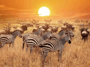 Global Alliance of National Parks