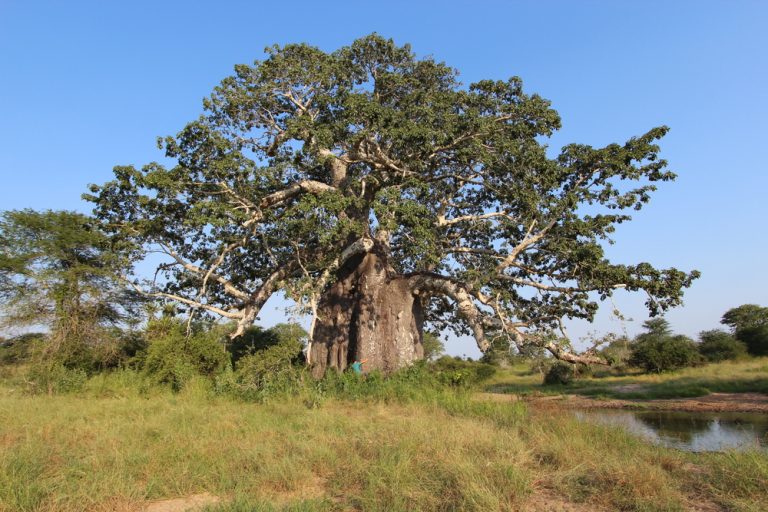 Kissama National Park | (Official GANP Page)