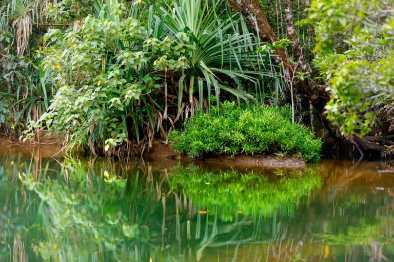 Masoala National Park | (Official GANP Page)