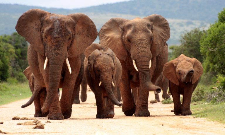 Addo Elephant National Park | (Official GANP Page)
