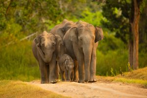 Bandipur National Park | (Official GANP Page)
