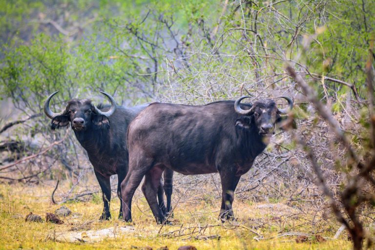 Bwabwata National Park | (Official GANP Page)