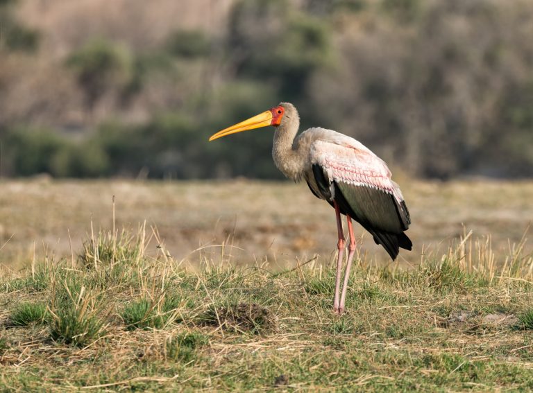 Chobe National Park | (Official GANP Page)