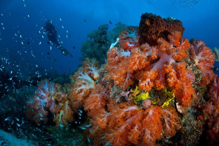 Channel Islands National Park | (Official GANP Page)