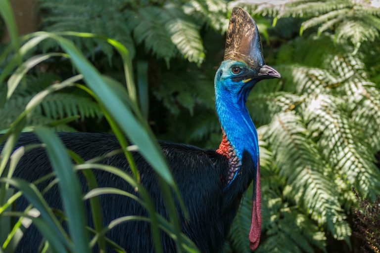 Daintree National Park | (Official GANP Page)