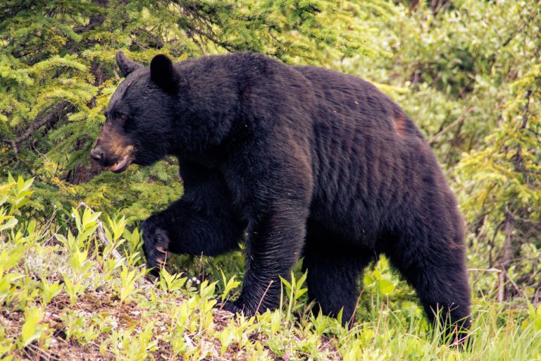 Jasper National Park | (Official GANP Page)