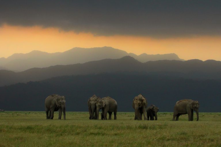 Jim Corbett National Park | (Official GANP Page)