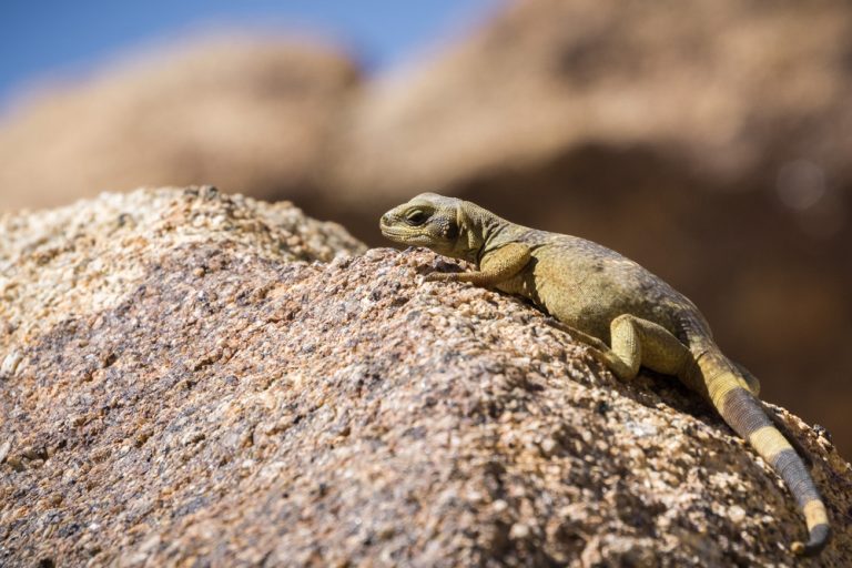 Joshua Tree National Park | (Official GANP Page)