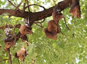 Kafue National Park | (Official GANP Page)