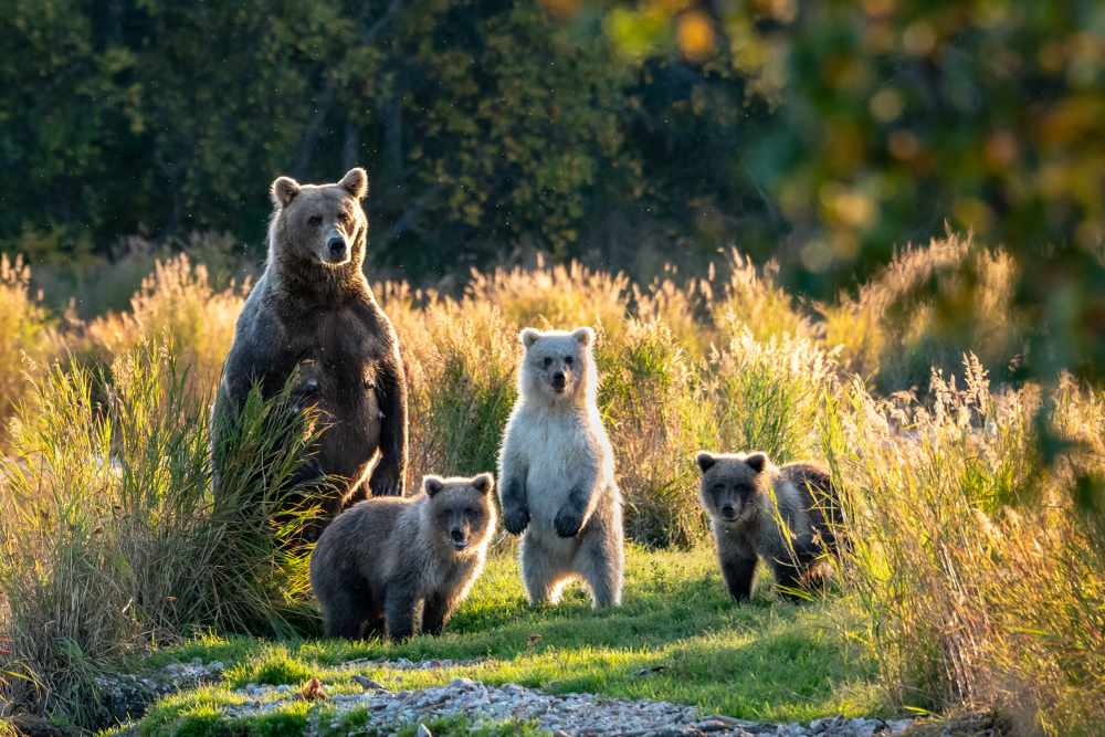 Katmai National Park | (Official GANP Page)