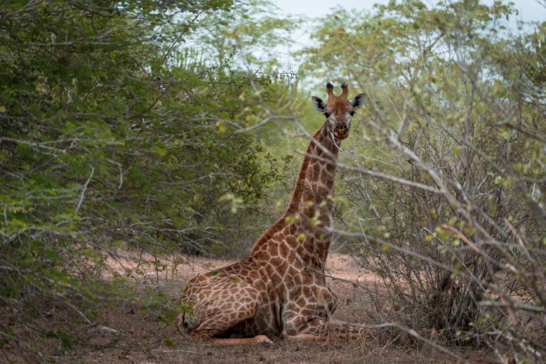 Kissama National Park | (Official GANP Page)