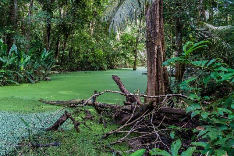 Madidi National Park | (Official GANP Page)