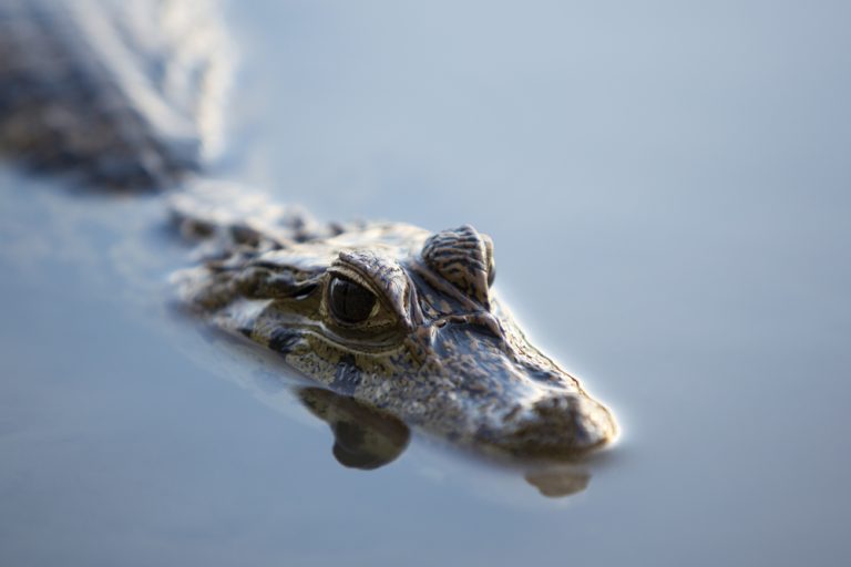 Madidi National Park | (Official GANP Page)