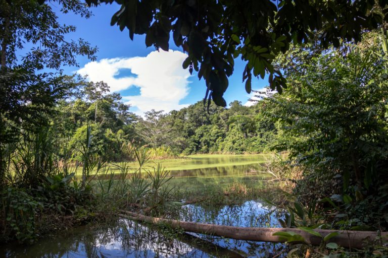 Madidi National Park | (Official GANP Page)