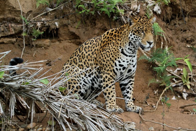 Madidi National Park | (Official GANP Page)