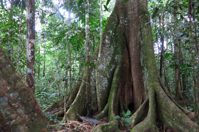 Madidi National Park | (Official GANP Page)