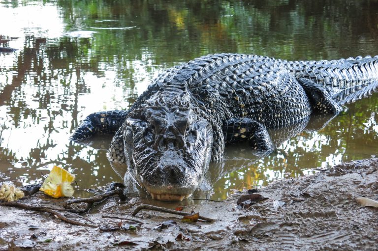 Madidi National Park | (Official GANP Page)
