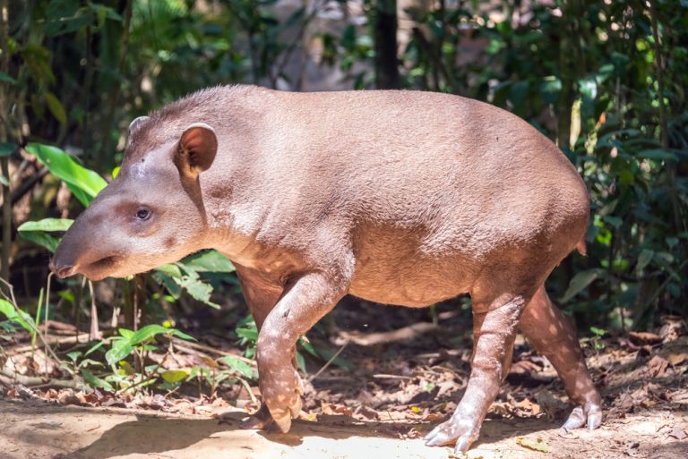 Madidi National Park | (Official GANP Page)