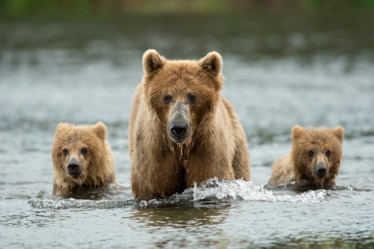 Katmai National Park | (Official GANP Page)