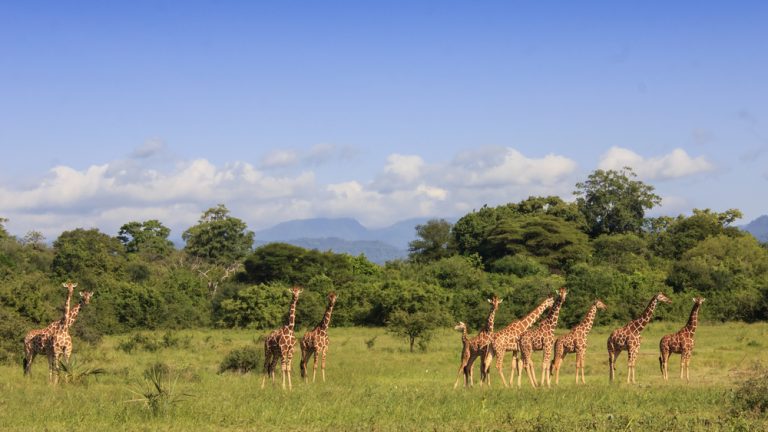 Meru National Park | (Official GANP Page)