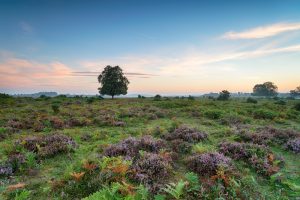 New Forest National Park | (Official GANP Page)