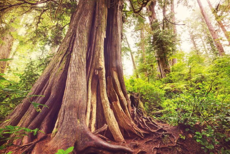 Pacific Rim National Park | (Official GANP Page)
