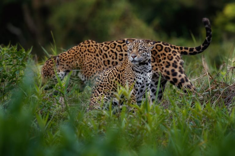 Kissama National Park | (Official GANP Page)