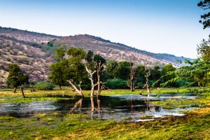 Ranthambore National Park | (Official GANP Page)