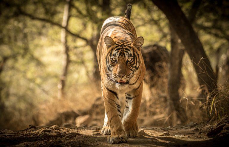 Ranthambore National Park | (Official GANP Page)