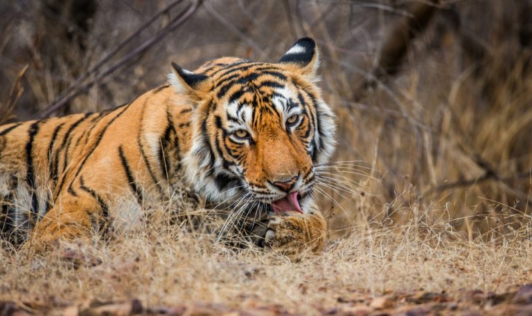 Ranthambore National Park | (Official GANP Page)