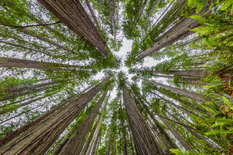 Redwood National Park | (Official GANP Page)
