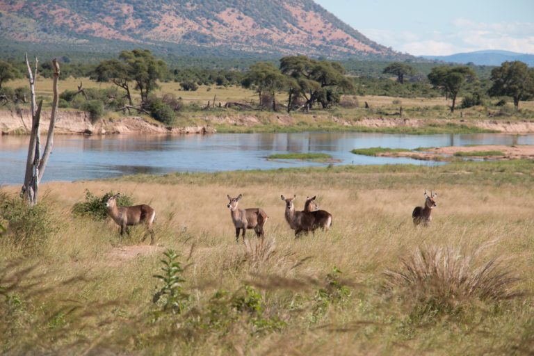 Ruaha National Park | (Official GANP Page)