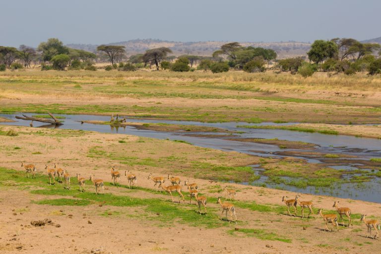 Ruaha National Park | (Official GANP Page)