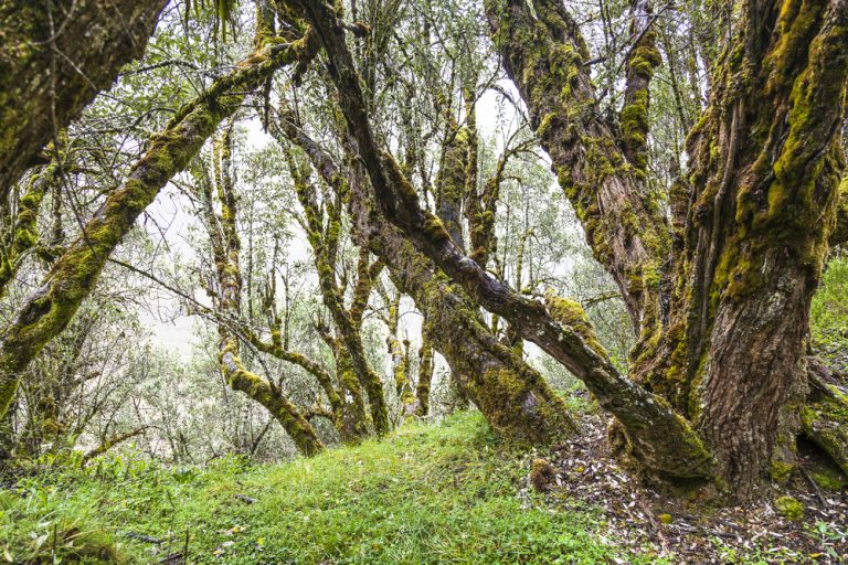 Sangay National Park | (Official GANP Page)