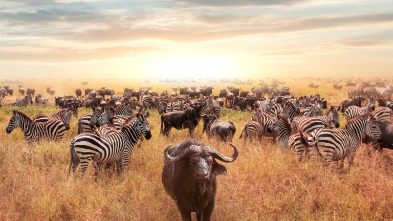 Serengeti National Park | (Official GANP Page)